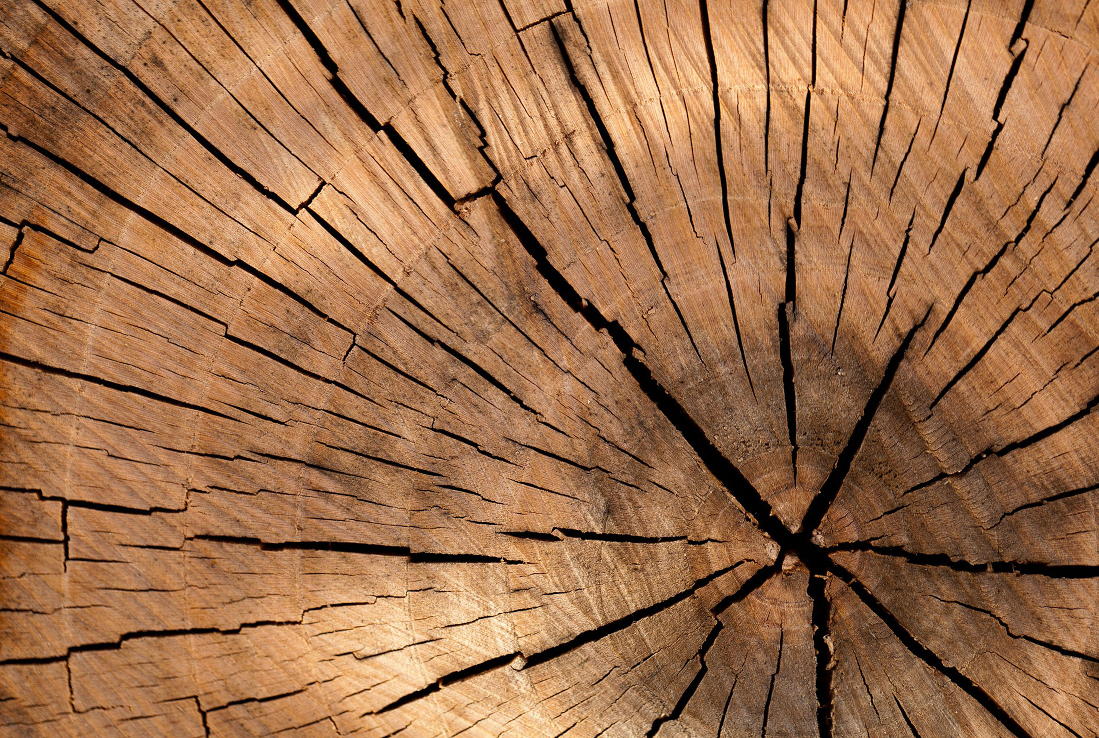 saw-timber | IMaskayu